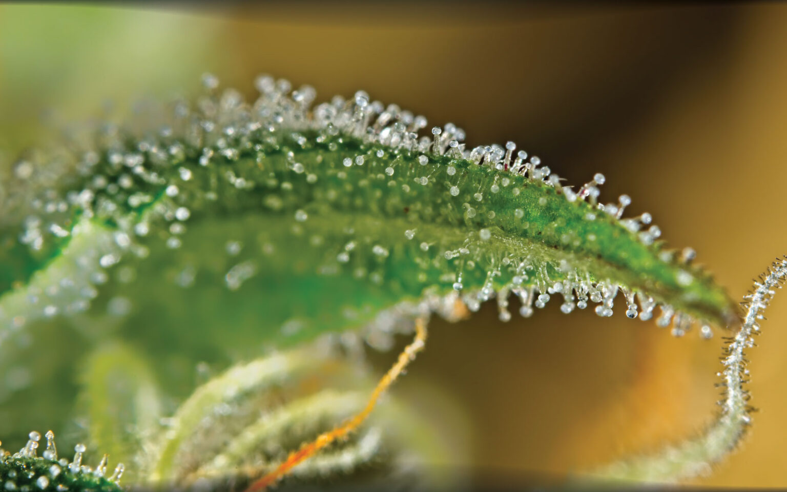 What are Trichomes? Exploring Their Role in Cannabis Quality - noiredispensary